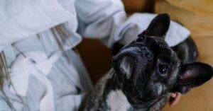 Tips for Training an English Bulldog and Teaching Basic Commands ...